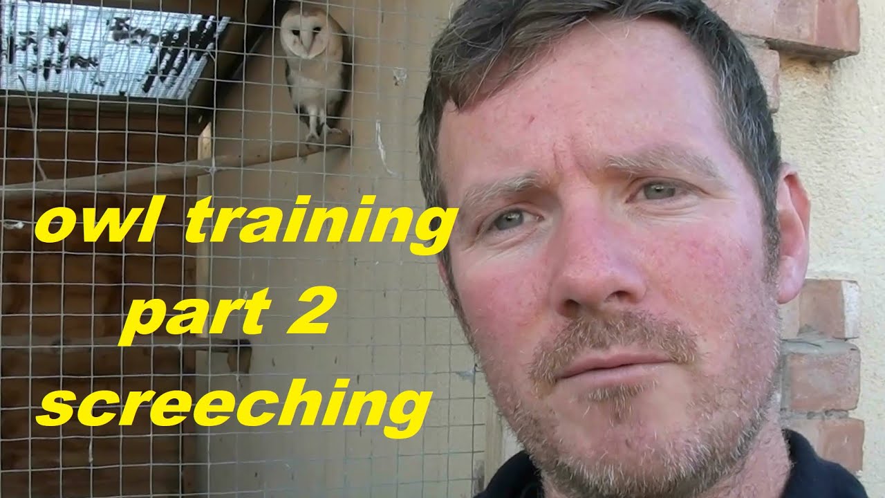 owl training part 2 screeching - YouTube