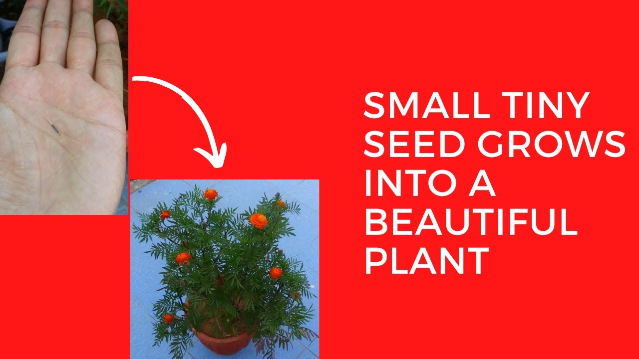|| HOW A SMALL TINY SEED GROWS INTO A BEAUTIFUL PLANT || - YouTube