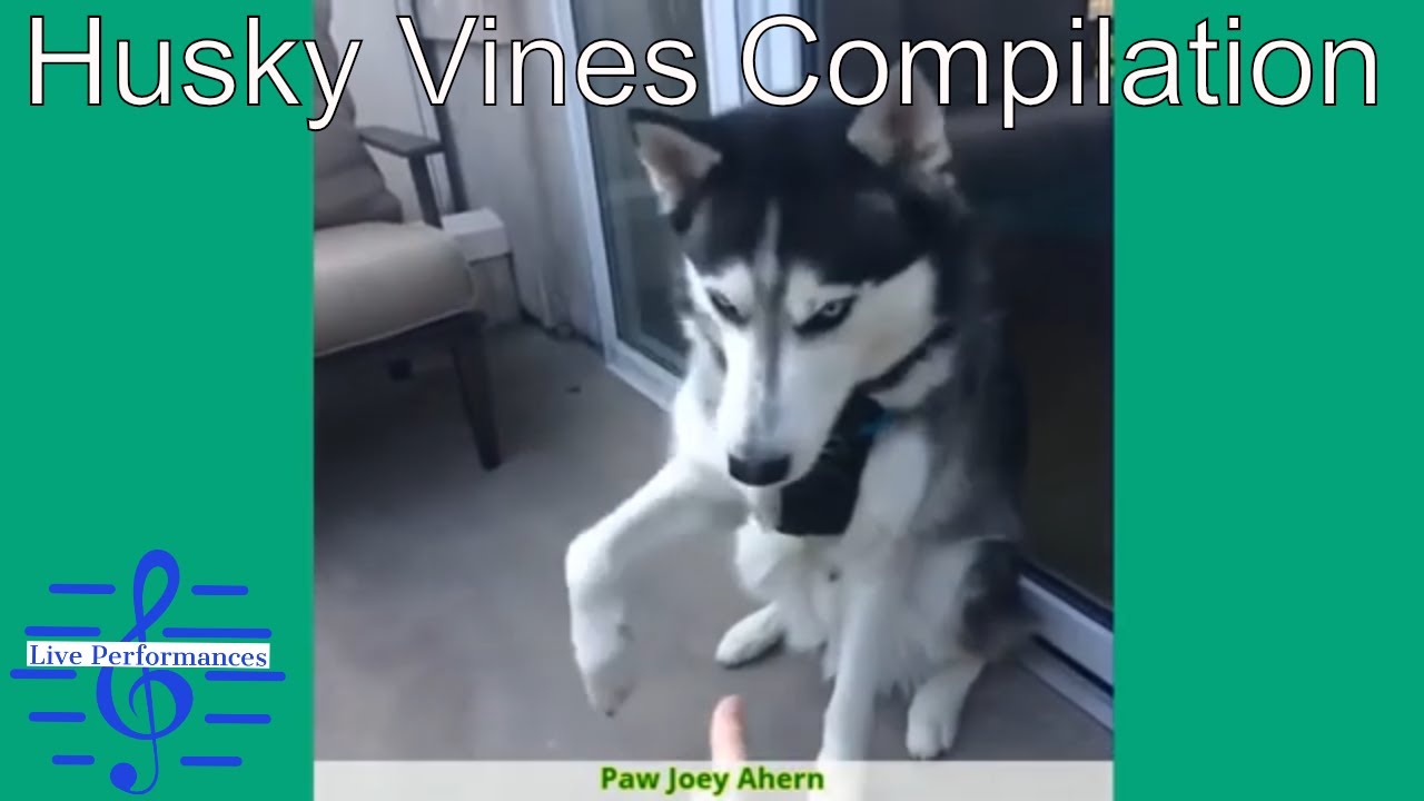 Steel The Husky Vines Compilation - YouTube