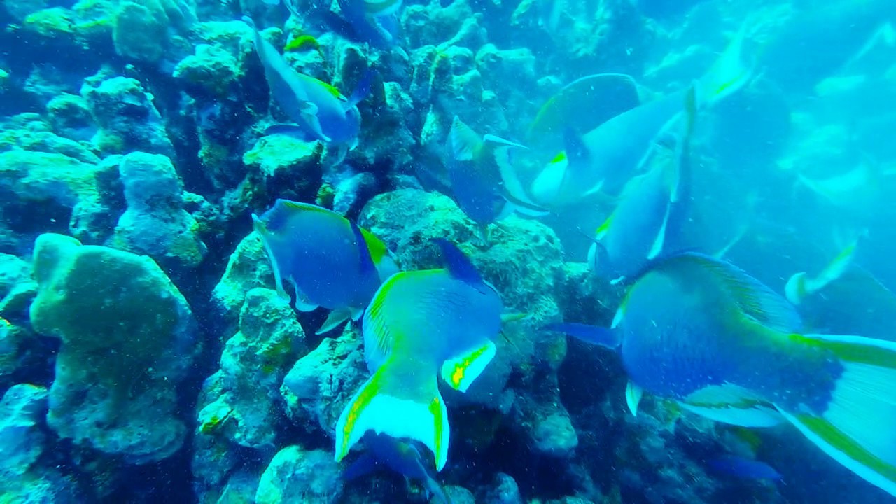 School of Parrot Fish - YouTube