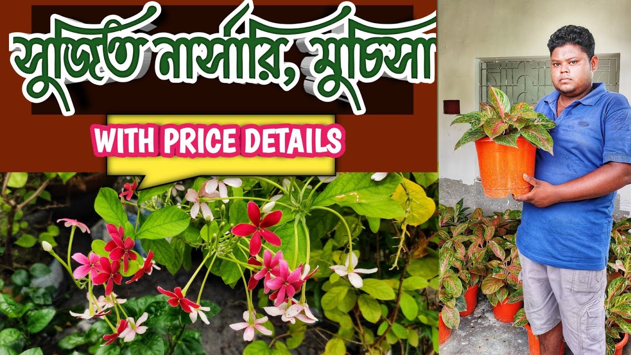 Sujit Nursery, Muchisa. Nursery for plants, bonsai and gardening components. @NATURE & EXPLORER ...