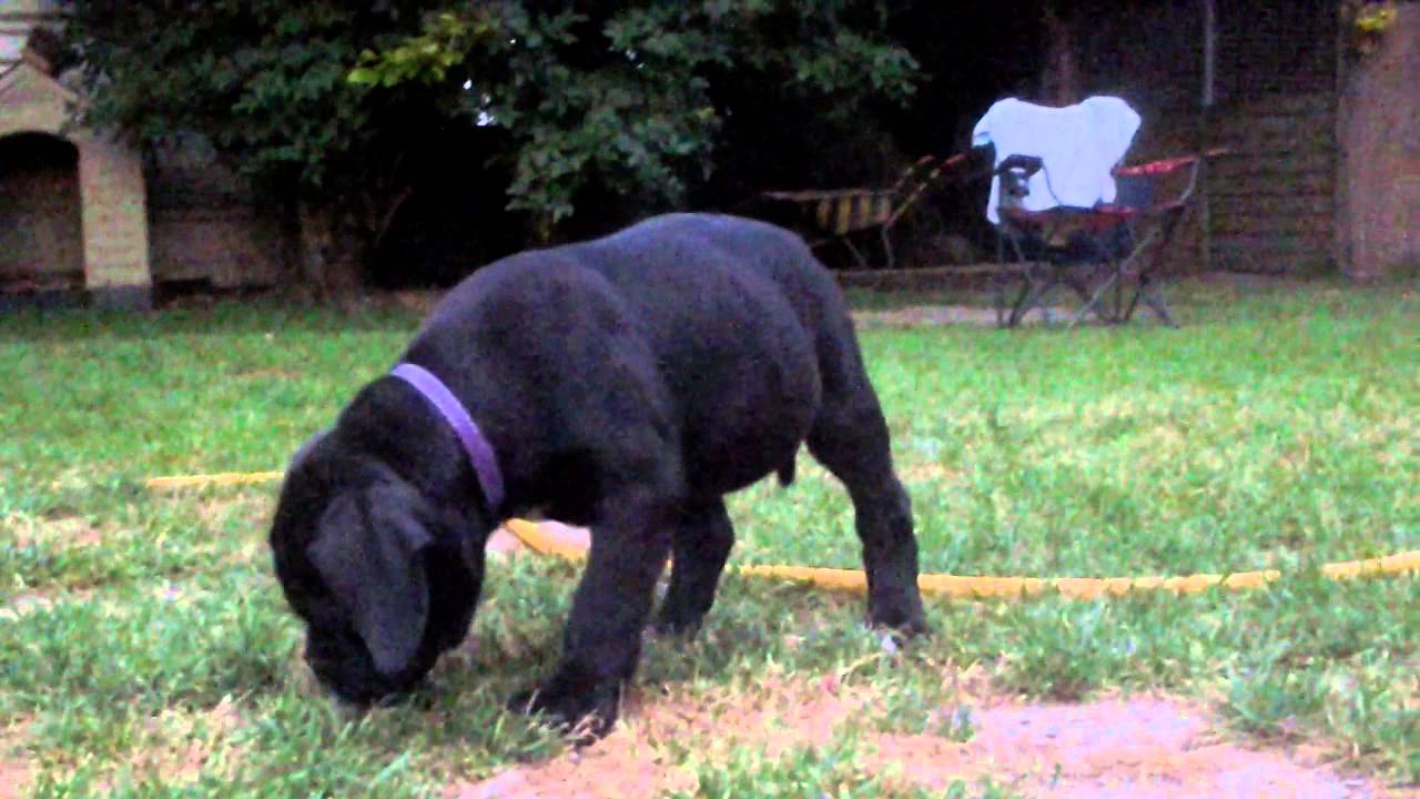 filmpje pens eten mauri) - YouTube
