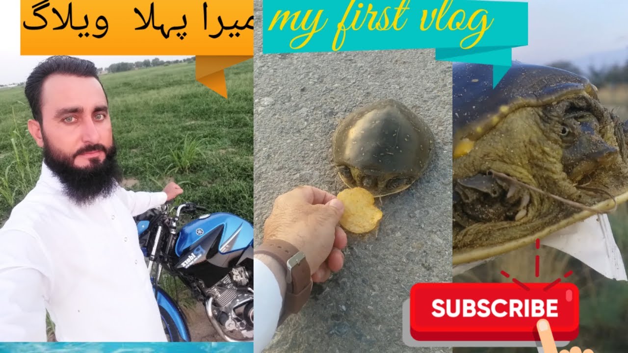 vlogs/turtle vlogs/vlogs pakistani/vlogs pakistani desi - YouTube