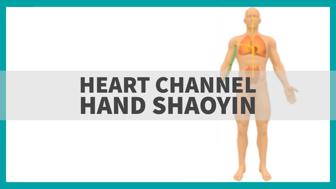 TCM Anatomy: Heart Channel of Hand Shaoyin - YouTube