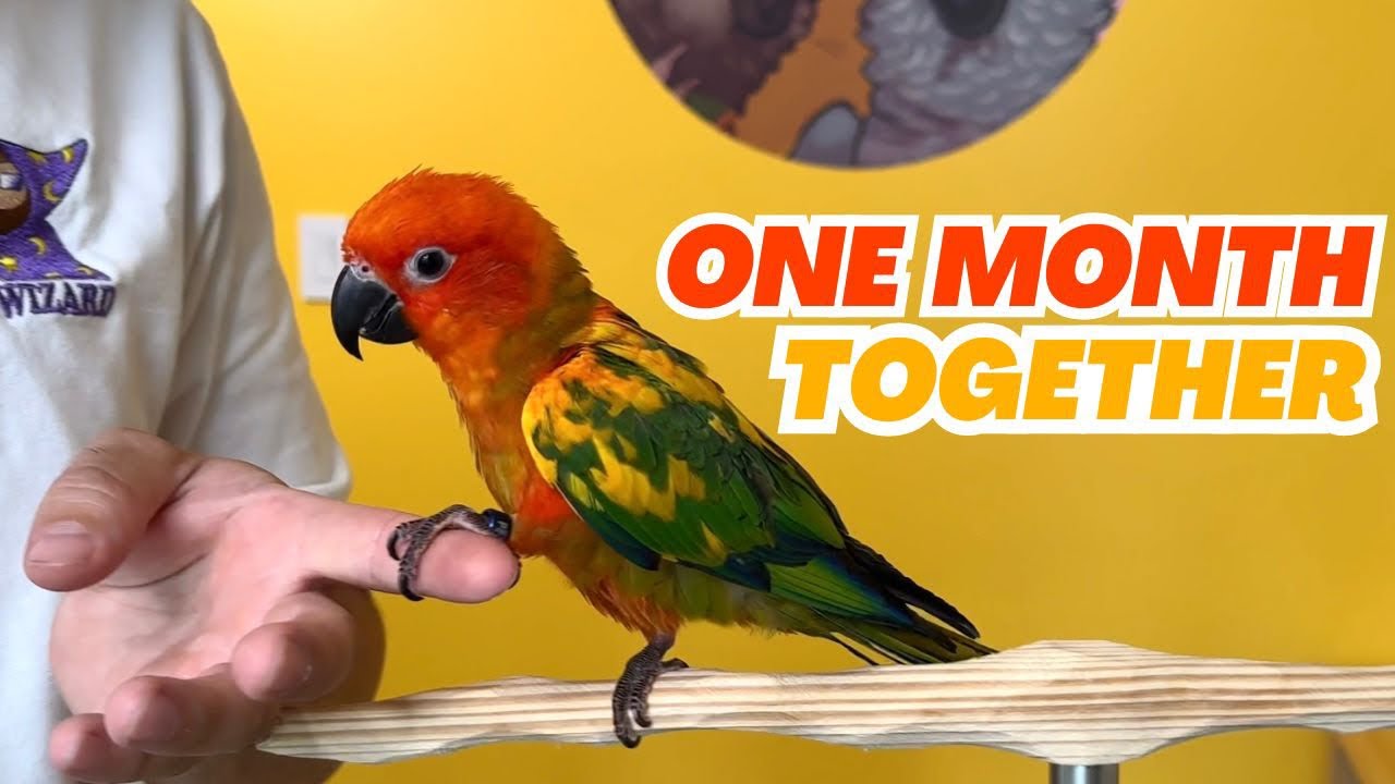 One Month Sun Conure Training Update - YouTube