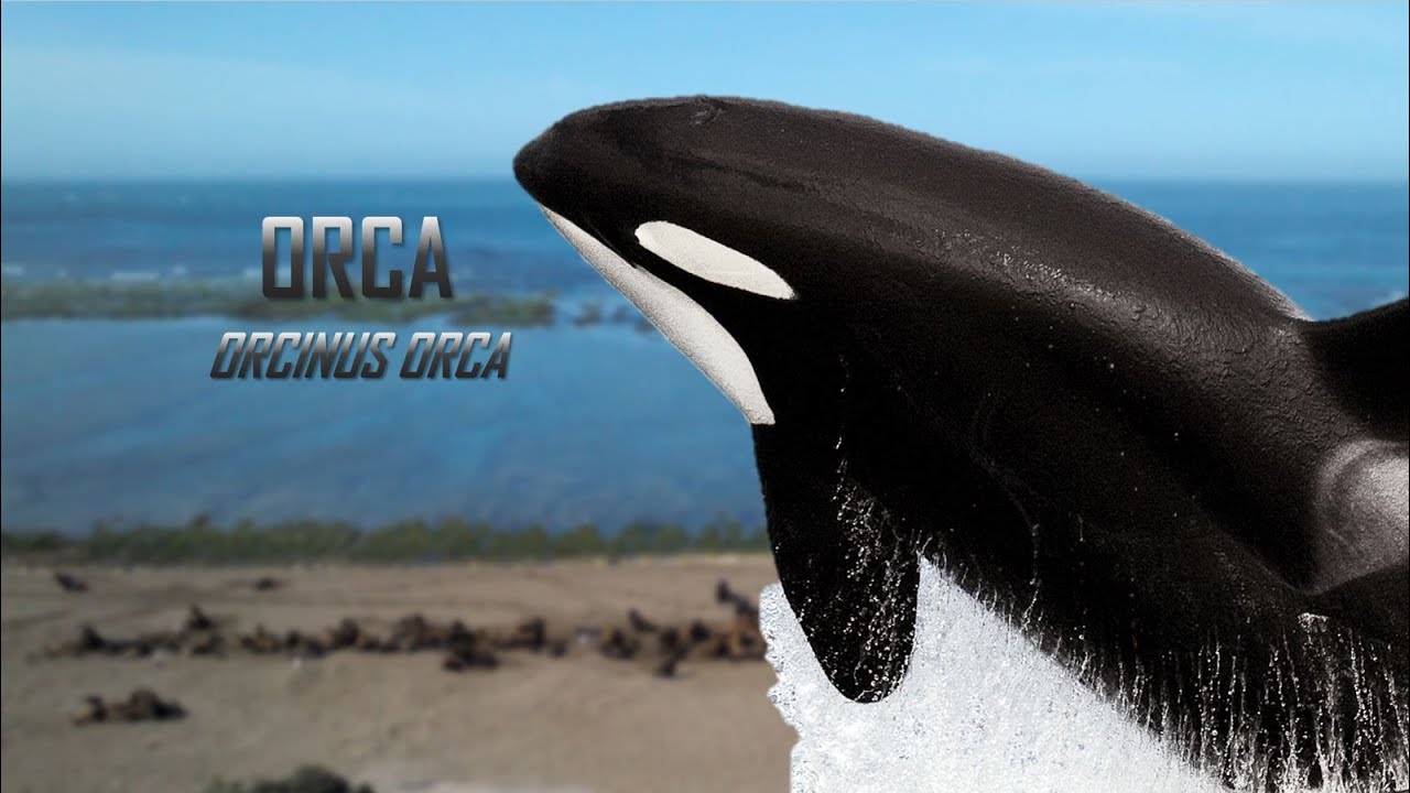 Species Profile 03 - Orca - YouTube