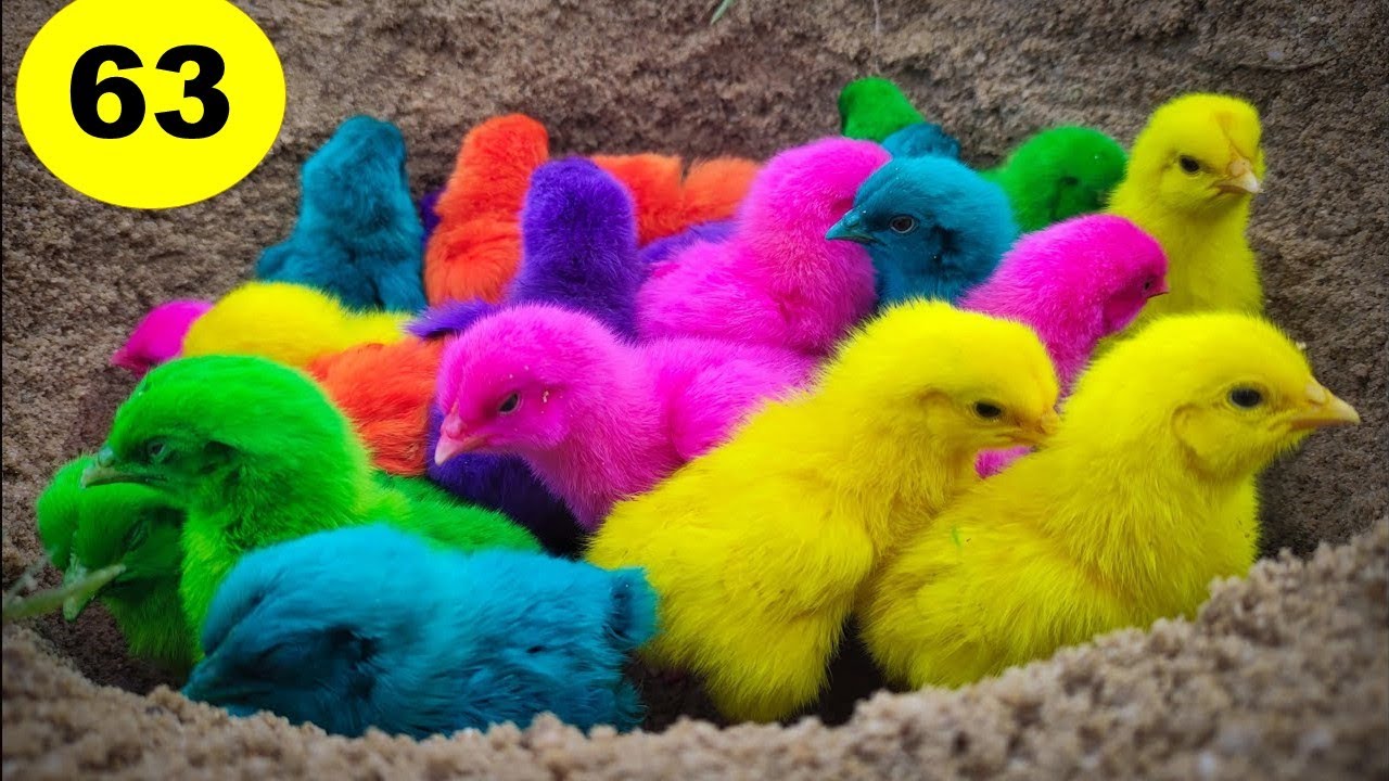 colorful chicks selling,colorful small chickens,chicken color song ...