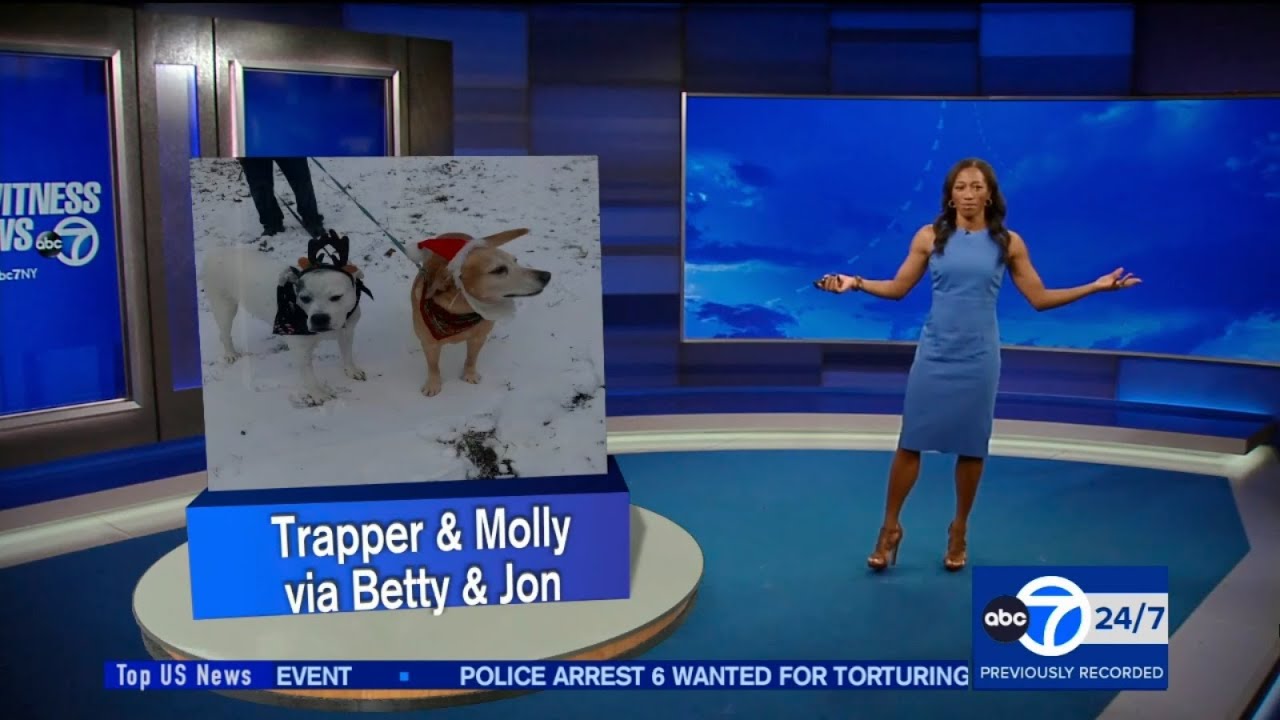 Brittany Bell for ABC7 Eyewitness News Big Dog Sunday & Weather clips ...