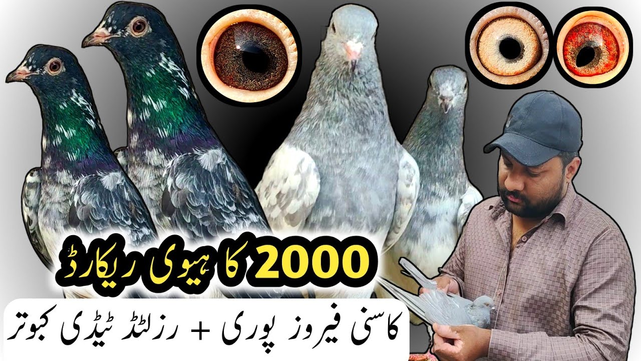 Salety Feroz Puri Kabootar 💯 // Resulted Teddy Kabootar // Golden ...