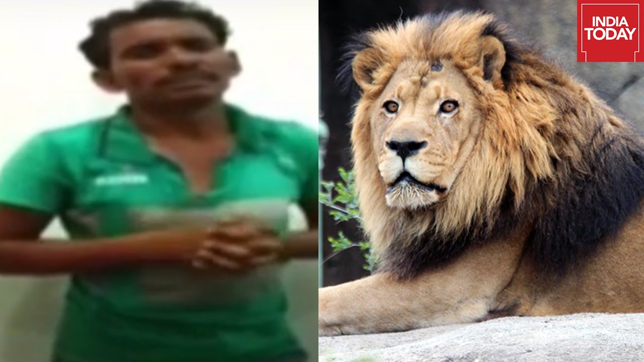 Man Jumps Into Lion Enclosure At Nehru Zoo Caught On Camera - YouTube