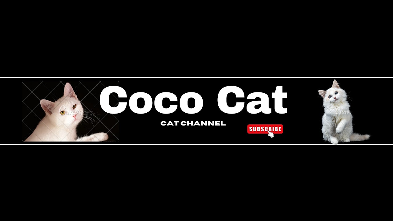 Coco Cat - YouTube