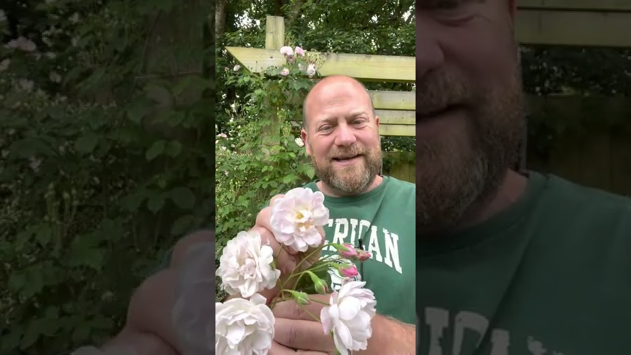 Personal review old Climbing rose “ Blush noisette” available from ...