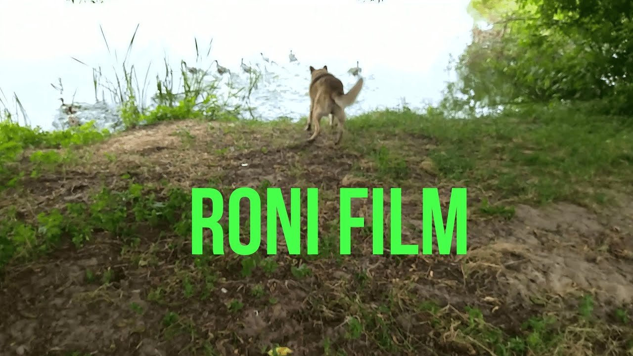FROM THE LIFE OF DOGS- RONI FILM - YouTube