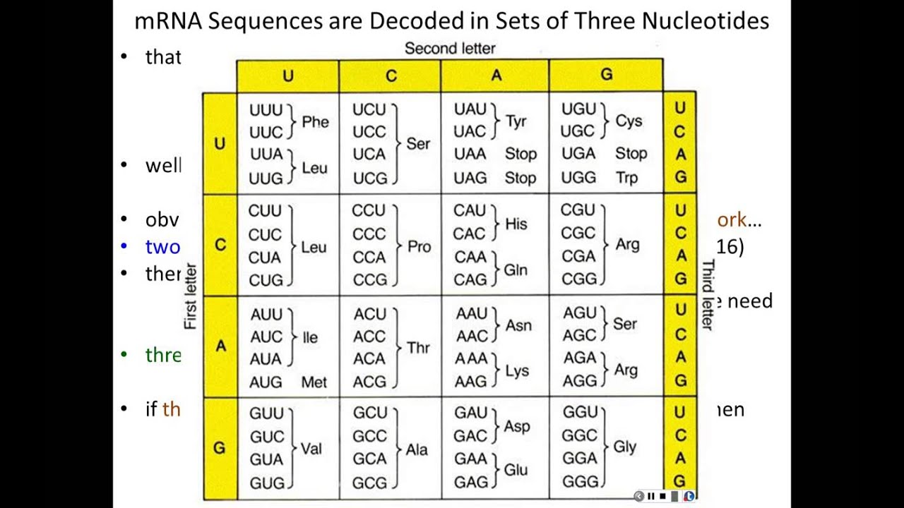 Lecture 6 - From Genes to Proteins Translation (Chapter 7, Part 2 ...