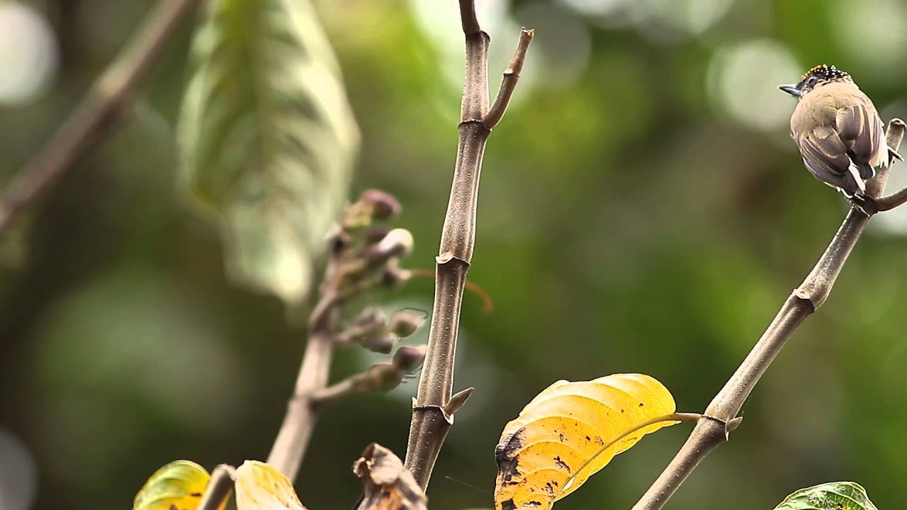 HD Grayish Piculet (Picumnus granadensis) Endemic - YouTube