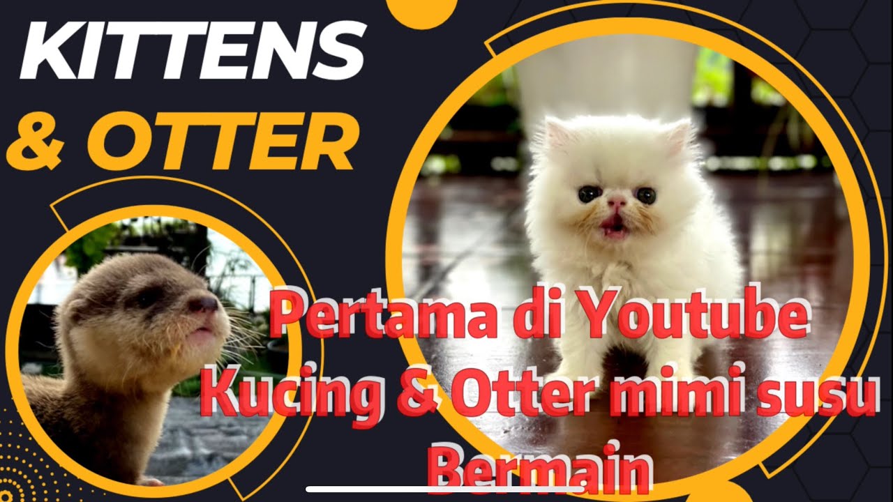 PERSIAN KITTENS & OTTER LUCU SEKALI SEDANG BERMAIN I KUCING & OTTER ...
