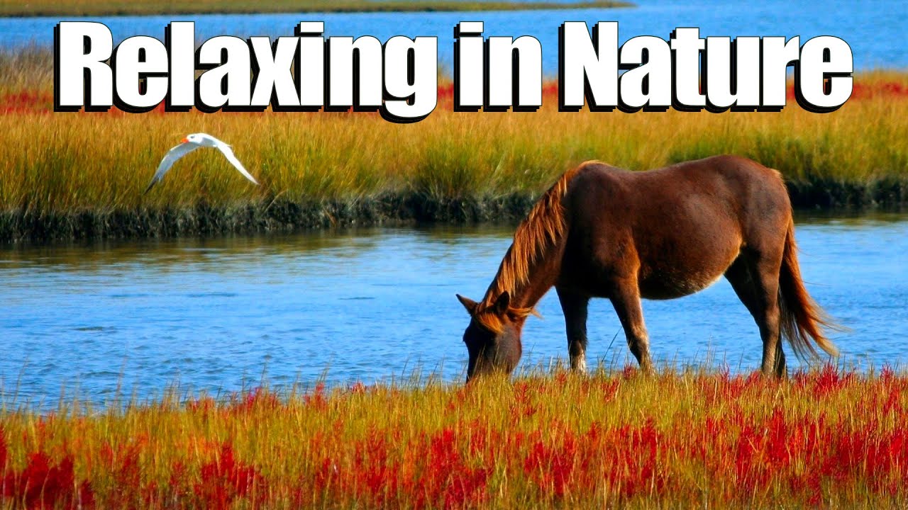 Escape to Nature: Relaxing Music and Stunning Scenery - YouTube