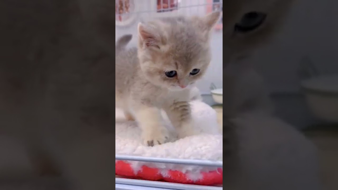 hermoso michi bebe 😍 - por cutecatcats - YouTube