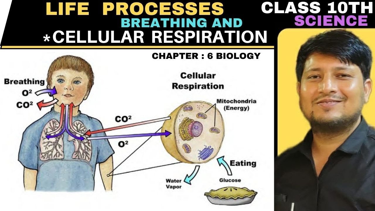 Life Processes : Breathing and Cellular Respiration | Class 10th ...