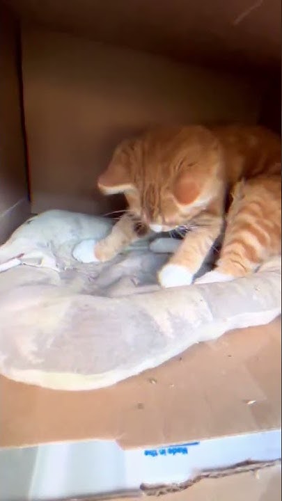 Cats are Catnip crazy - YouTube