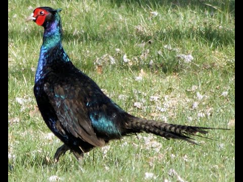 Part 55 My Weekend...Melanistic Mutant Pheasant - YouTube