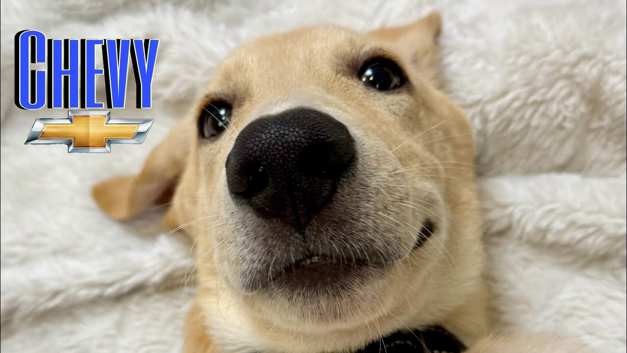 Charming Chevy is all smiles all the time! 😁☺️ - YouTube
