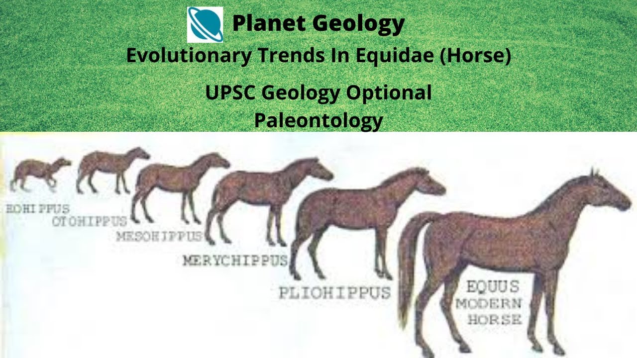 Evolutionary Trends in Equidae_Part 1_Geology_Paleontology - YouTube