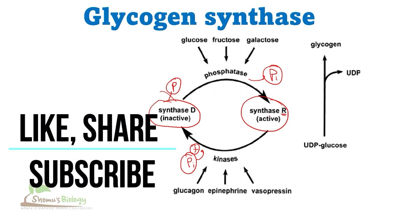 Glycogen Synthase Glycogen Synthase