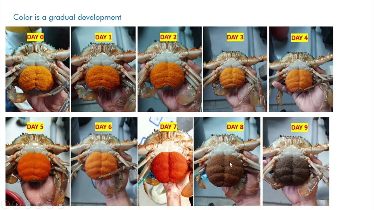 Unveiling the Mysteries of Mud Crab Spawning: A Fascinating Journey ...