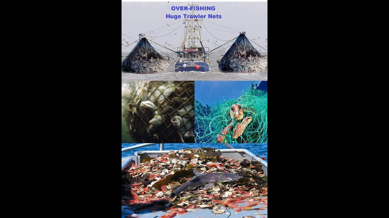 SEASPIRACY Official Trailer Free Netflix FISHING Industry VEGAN Movie ...