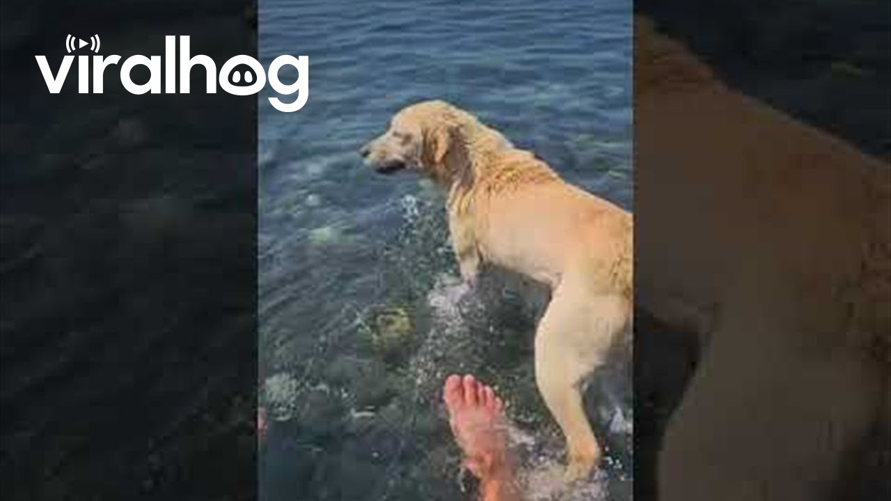 Dog Dives Into Sea For Large Stones || ViralHog - YouTube