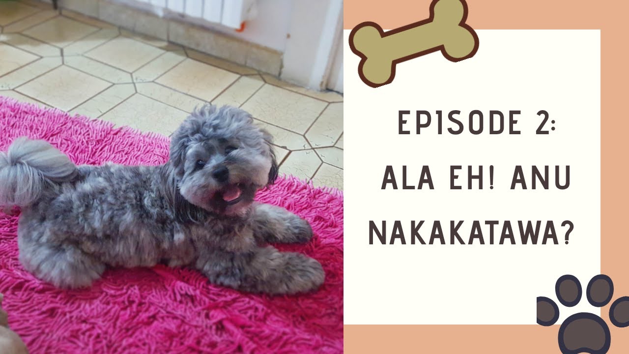FUNNY videos of my Lhasa Apso PART #2 - YouTube