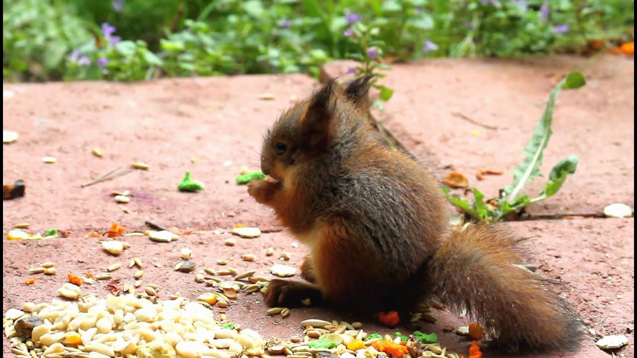 Shivering Baby Squirrel - YouTube