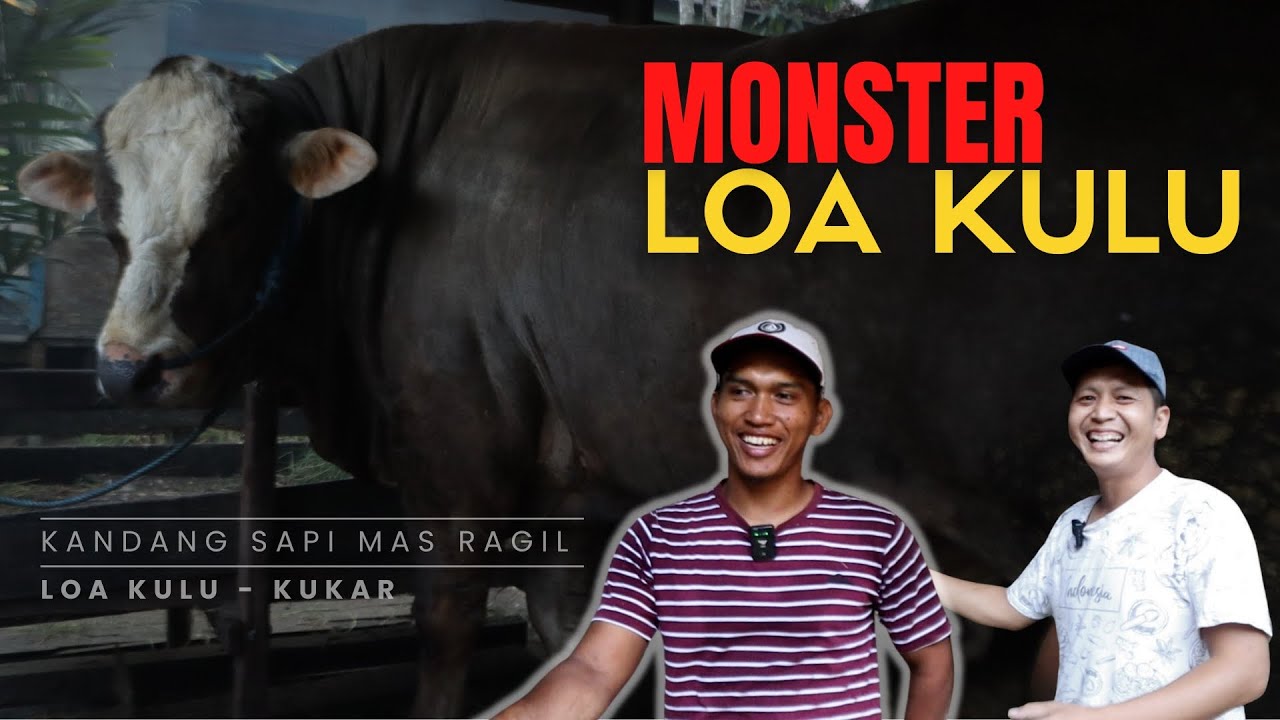 Sapi Besar | Kandang Mas Ragil Loa Kulu - YouTube