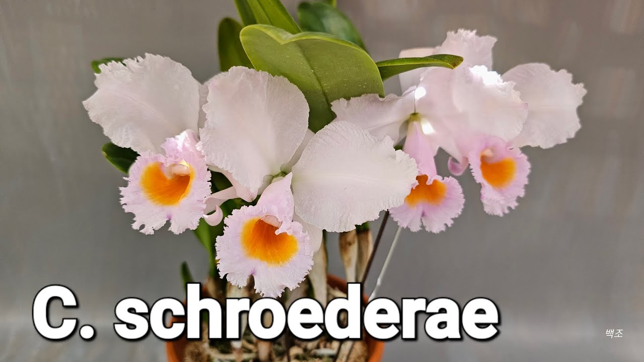Cattleya schroederae - YouTube