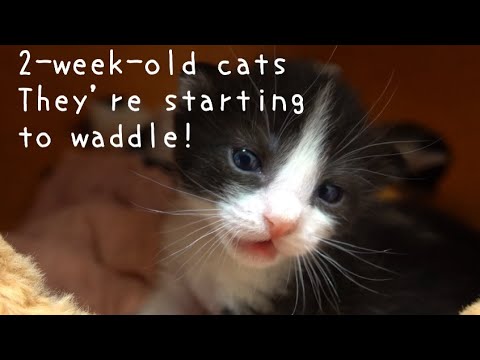 2-week-old cats They're starting to waddle!生後2週間の猫たち、よちよち歩きを始めました！10匹の猫 ...