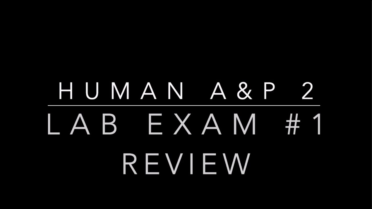 HUMAN A&P 2 LAB EXAM #1 REVIEW - YouTube