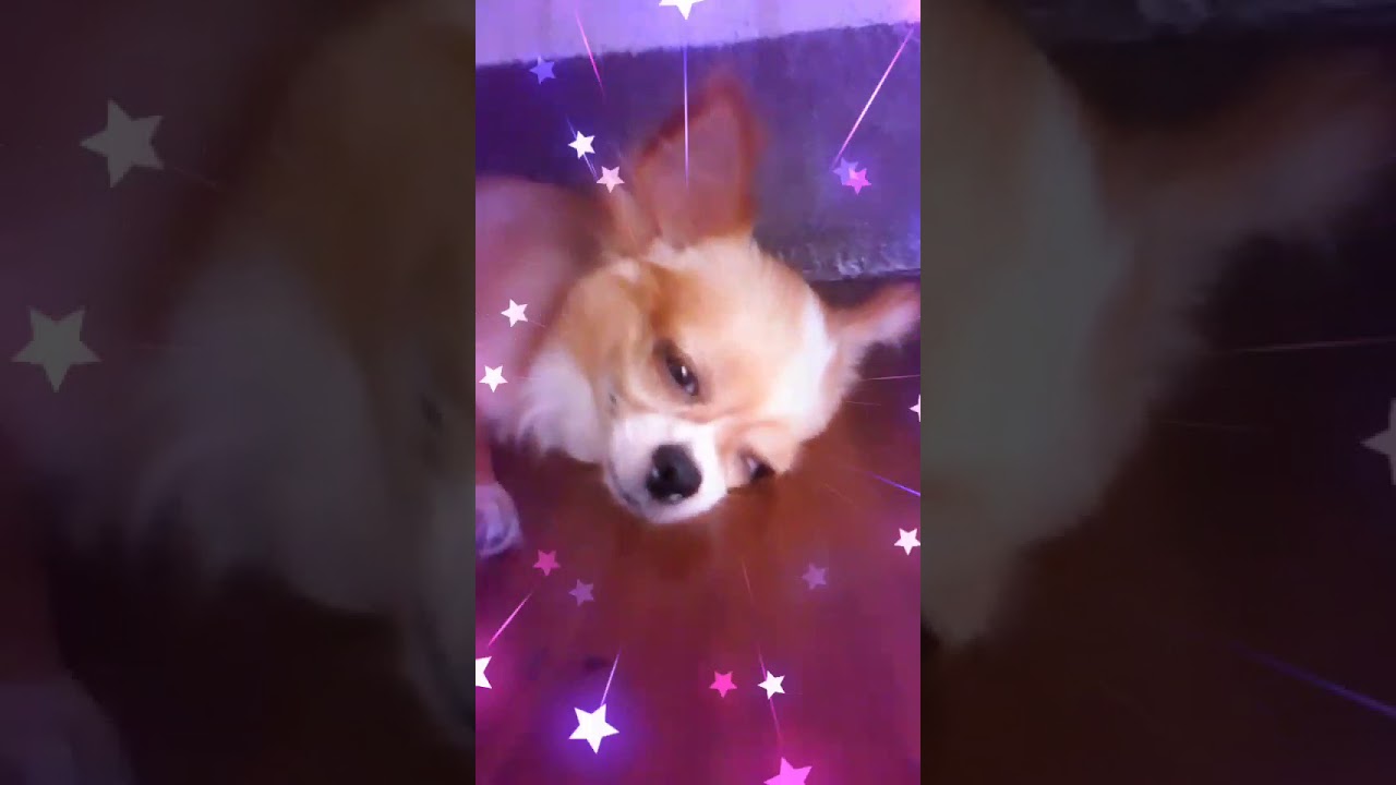 Cute dog meg meg - YouTube