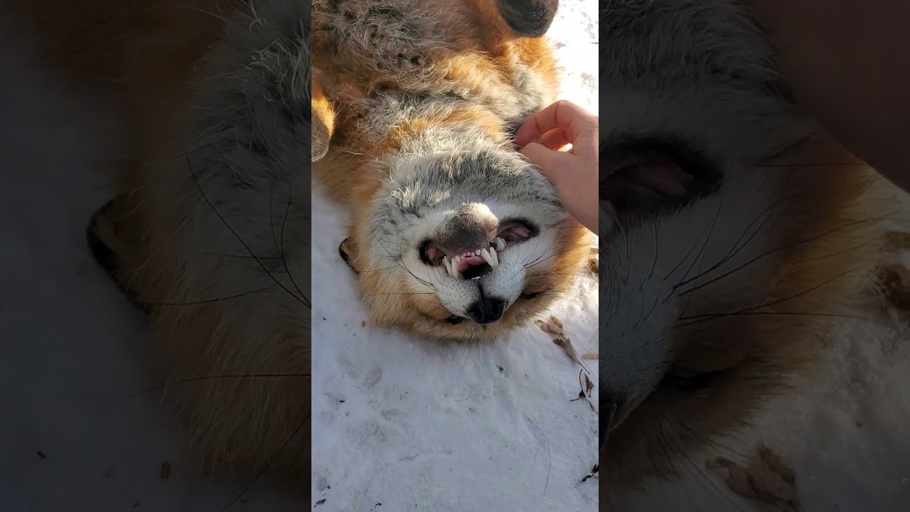 Finnegan the Friendly Fox || ViralHog - YouTube