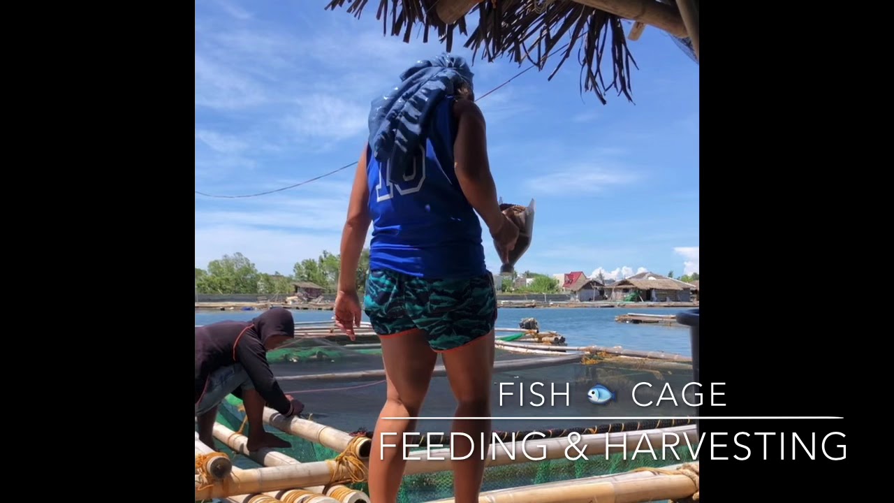 Fish Cage Bangus Feeding and Harvesting - YouTube