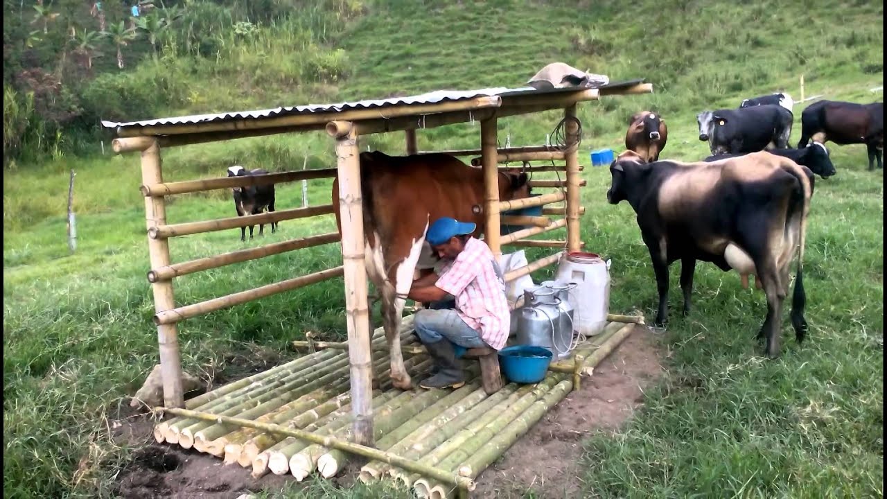 Ordeño en Potrero 4 - YouTube