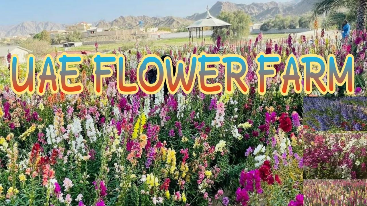 UAE Flower Farm in Ras Al Khaimah - YouTube