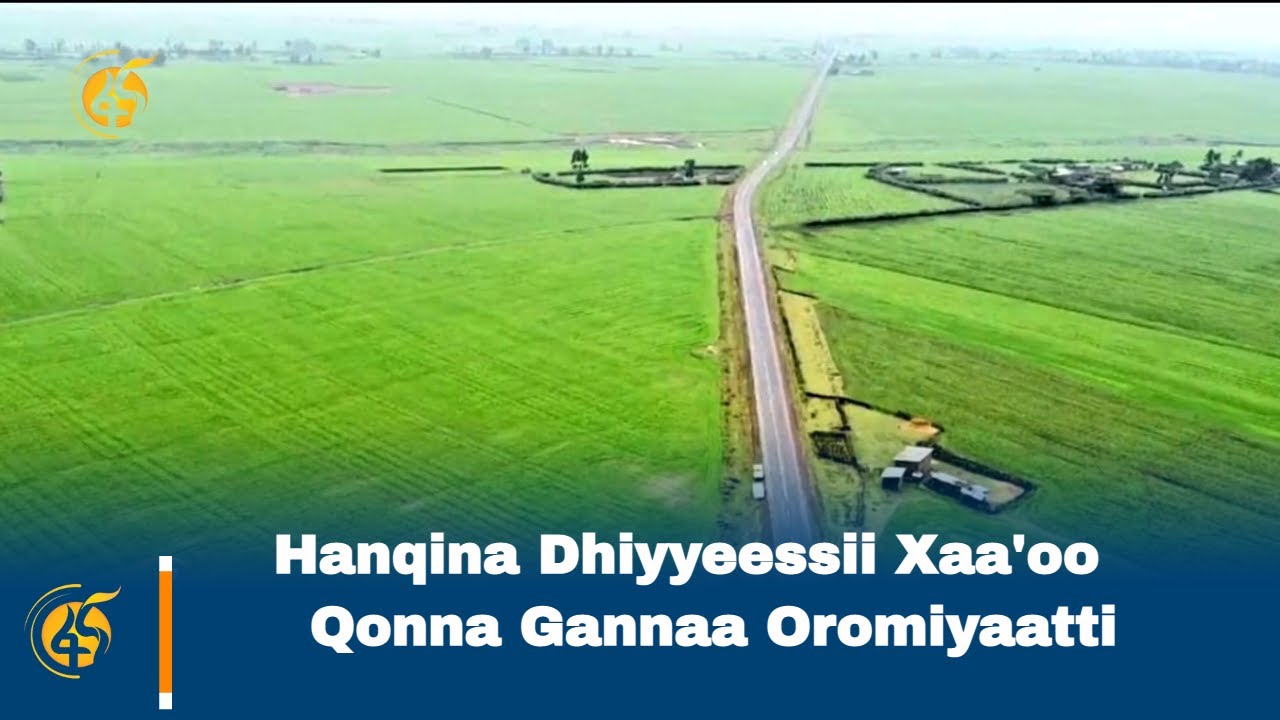 Hanqina Dhiyyeessii Xaa'oo Qonna Gannaa Oromiyaatti - YouTube