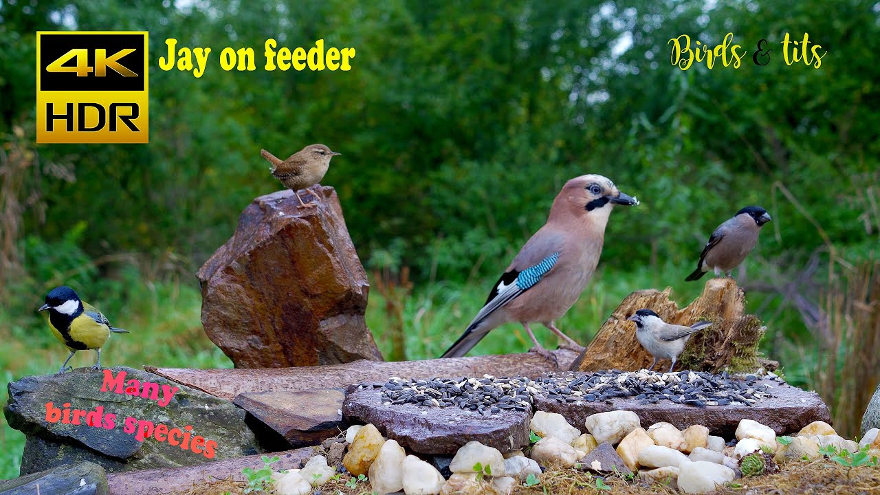 Birds & tits: Jay on feeder - 4K HDR - CATs tv - YouTube