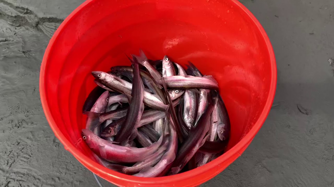 Hooligan fish today Creek of Alaska 2020 - YouTube