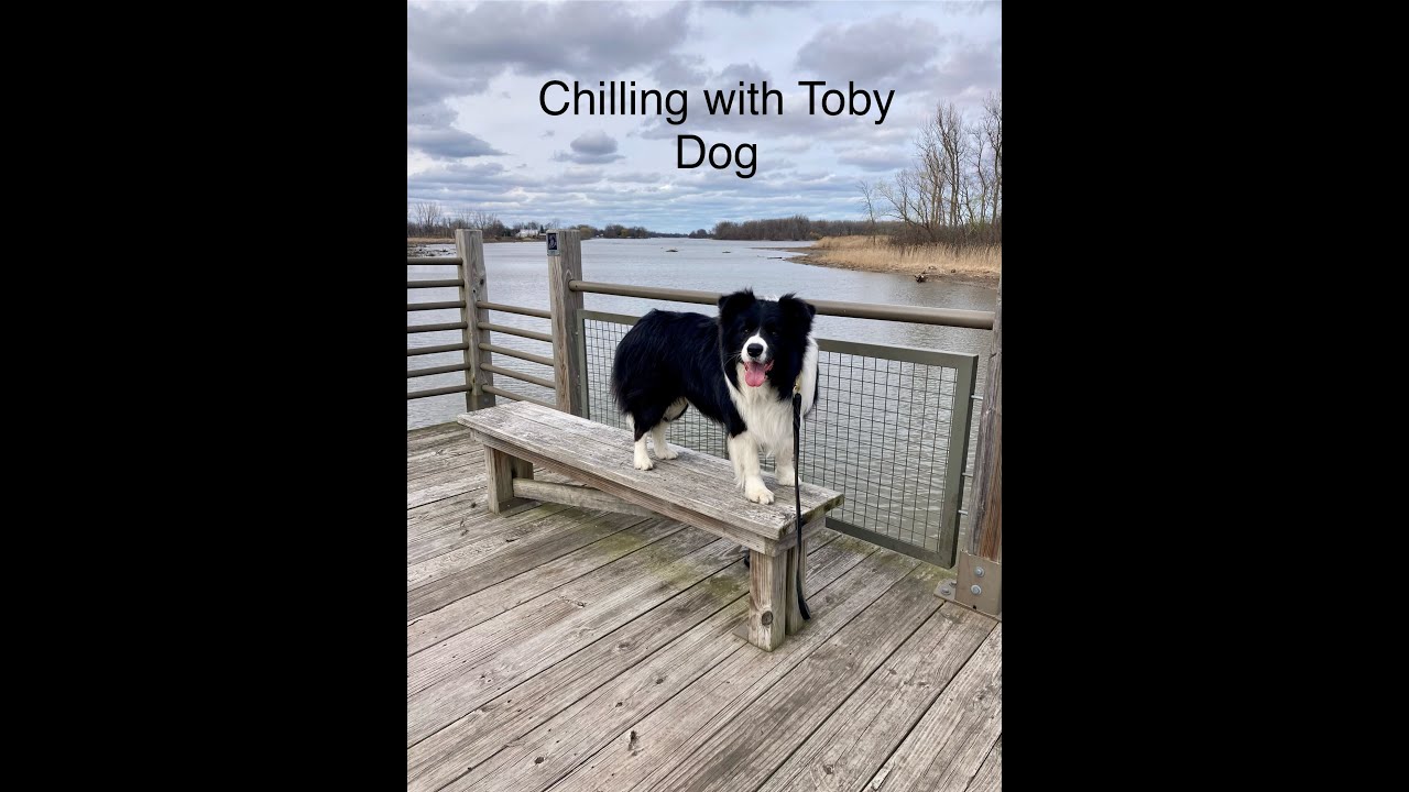 Toby Dog LOOSE on the Rail Trail - Chilling with Toby Dog - YouTube
