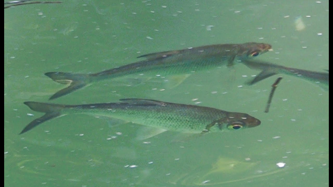 1130704 The redfin culter found at Bei-Shi Creek, New Taipei City ...