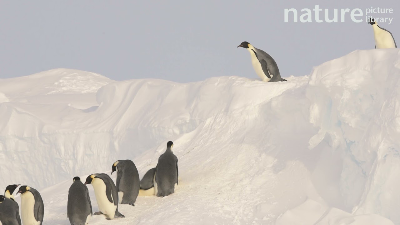 Emperor penguins climbing down a snow ramp, Atka Bay, Antarctica ...