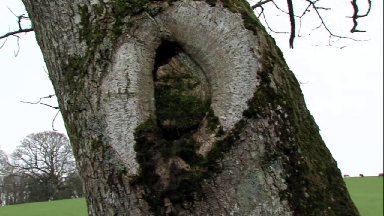 Logo for Fermanagh and Omagh District Council - YouTube