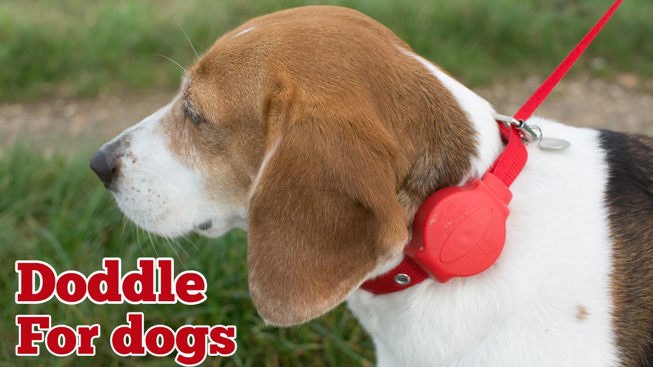 Review of Doddle for dogs combined collar and lead - YouTube